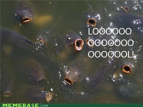 LOL Fish - Memebase - Funny Memes
