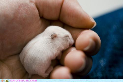 Cute Baby Hamster Pictures