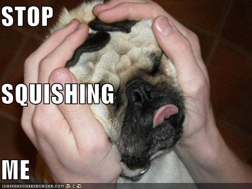 Derp - dogs - Derp Face Derps - hurr durr derp face - derp - Cheezburger