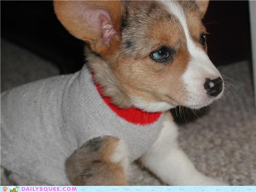 Daily Squee - Cute Animals - Cute Baby Animals - Cute Animal Pictures ...