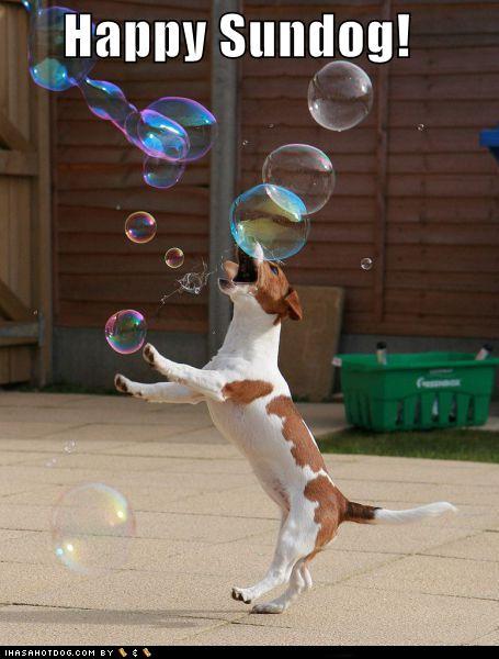 Happy Sundog! - I Has A Hotdog - Dog Pictures - Funny pictures of dogs ...