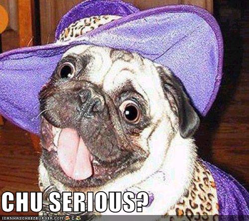 Derp - pug - Derp Face Derps - hurr durr derp face - derp - Cheezburger