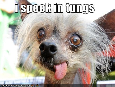 I Has A Hotdog - funny face - Funny Dog Pictures | Dog Memes | Puppy ...