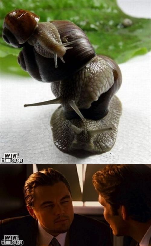 Snailception WIN - WIN! - epic win photos