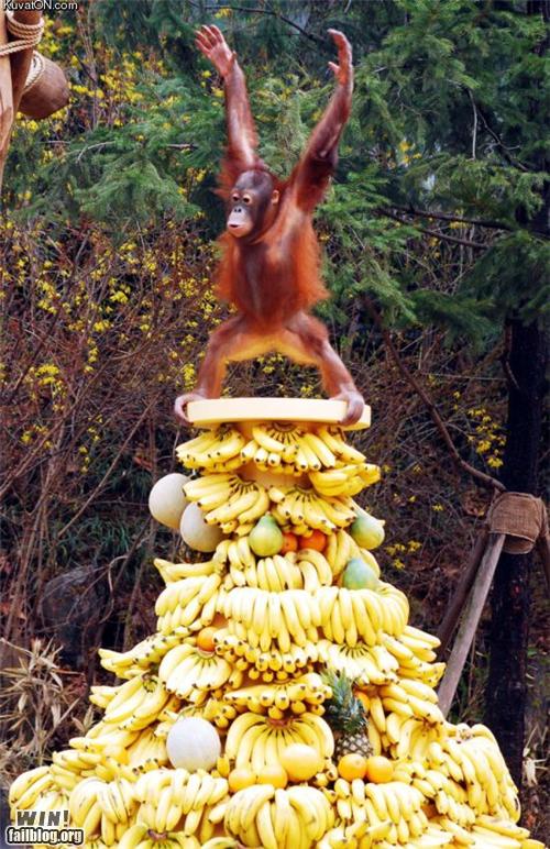 Donkey Kong Country IRL WIN - WIN! - epic win photos