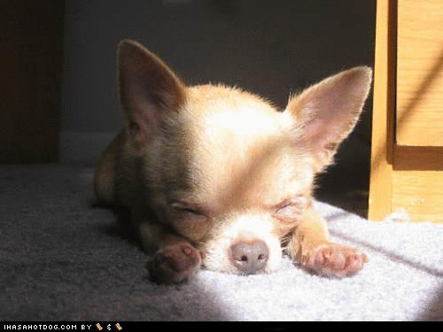 Cyoot Puppeh ob teh Day: Sun Beam Dreams - I Has A Hotdog - Dog ...