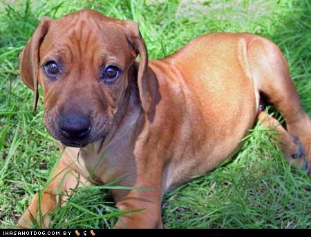 Goggie ob teh Week: Goggie in the Grass - I Has A Hotdog - Dog Pictures ...