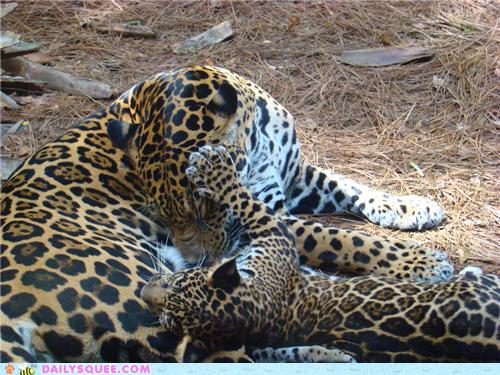 Daily Squee - jaguar - Cute Animals in the Cutest Pictures Ever and ...