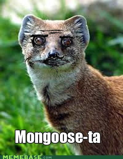 Mongoose-ta - Memebase - Funny Memes