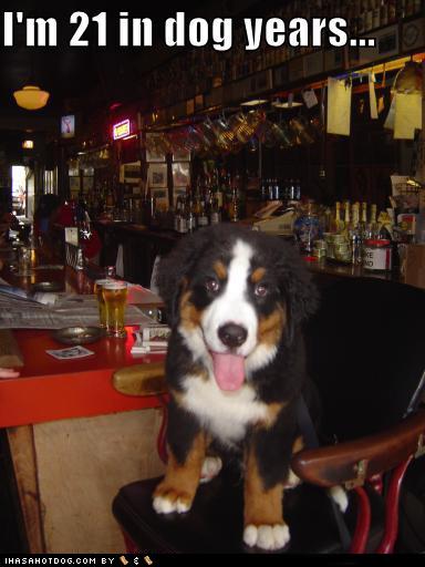 I Has A Hotdog - beagle - Page 6 - Funny Dog Pictures | Dog Memes ...