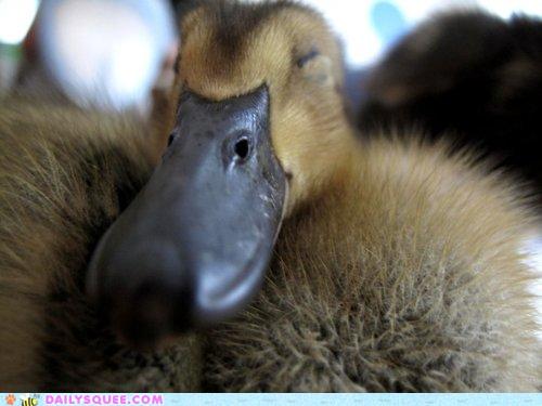 Squee Spree Victory For Ducklings! - Daily Squee - Cute Animals - Cute ...