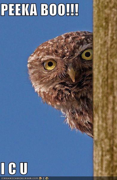 I Can Has Cheezburger? - peek a boo - Page 2 - Funny Animals Online ...