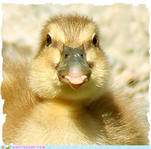 Real Duck Face