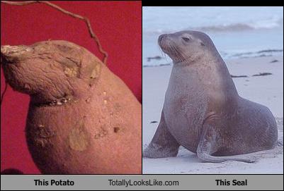 This Potato Totally Looks Like This Seal - Totally Looks Like