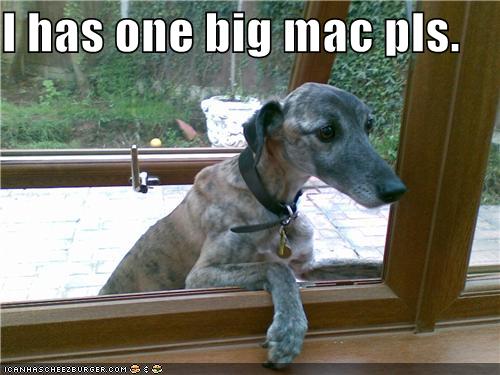 I has - I Has A Hotdog - Dog Pictures - Funny pictures of dogs - Dog ...