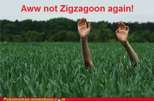 Pokémemes - zigzagoon - Pokemon Memes - Pokémon, Pokémon GO - Cheezburger