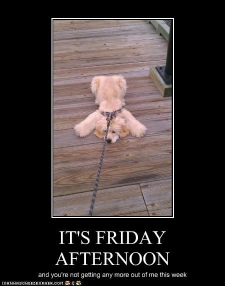 IT'S FRIDAY AFTERNOON - I Has A Hotdog - Dog Pictures - Funny pictures ...