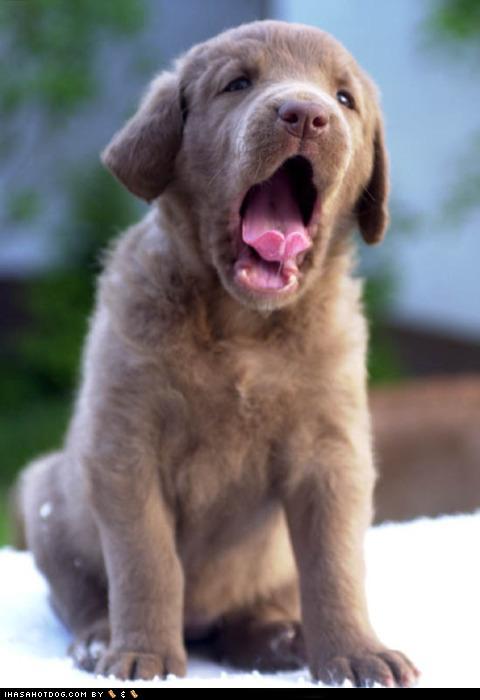 Cyoot Puppeh ob teh Day: Biiiiiig Yaaawwwn - I Has A Hotdog - Dog ...