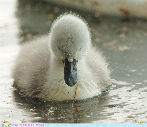 Daily Squee - Cute Animals - Cute Baby Animals - Cute Animal Pictures ...