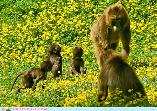 Daily Squee - Cute Animals - Cute Baby Animals - Cute Animal Pictures ...