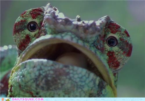 Daily Squee - Cute Animals - Cute Baby Animals - Cute Animal Pictures ...