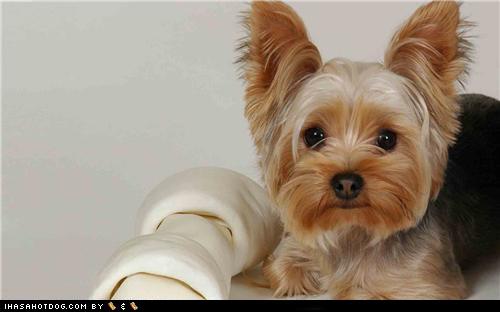 Cyoot Puppeh ob teh Day: Perfect Size! - I Has A Hotdog - Dog Pictures ...