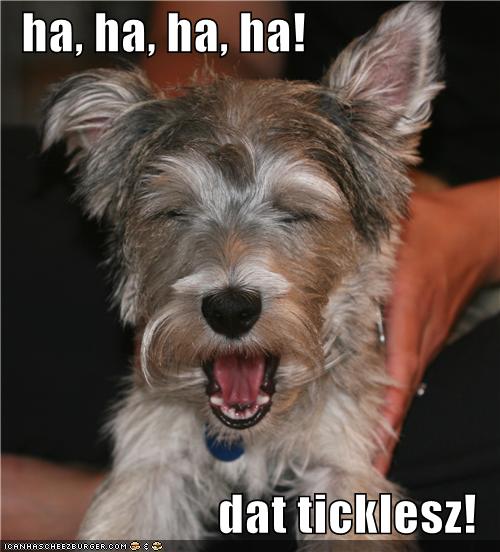 ha, ha, ha, ha! - I Has A Hotdog - Dog Pictures - Funny pictures of ...