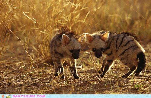 Daily Squee - Cute Animals - Cute Baby Animals - Cute Animal Pictures ...