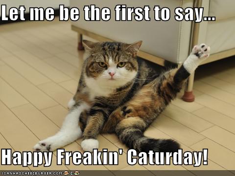 Happy Caturday! - Animal Comedy - Animal Comedy, funny animals, animal gifs