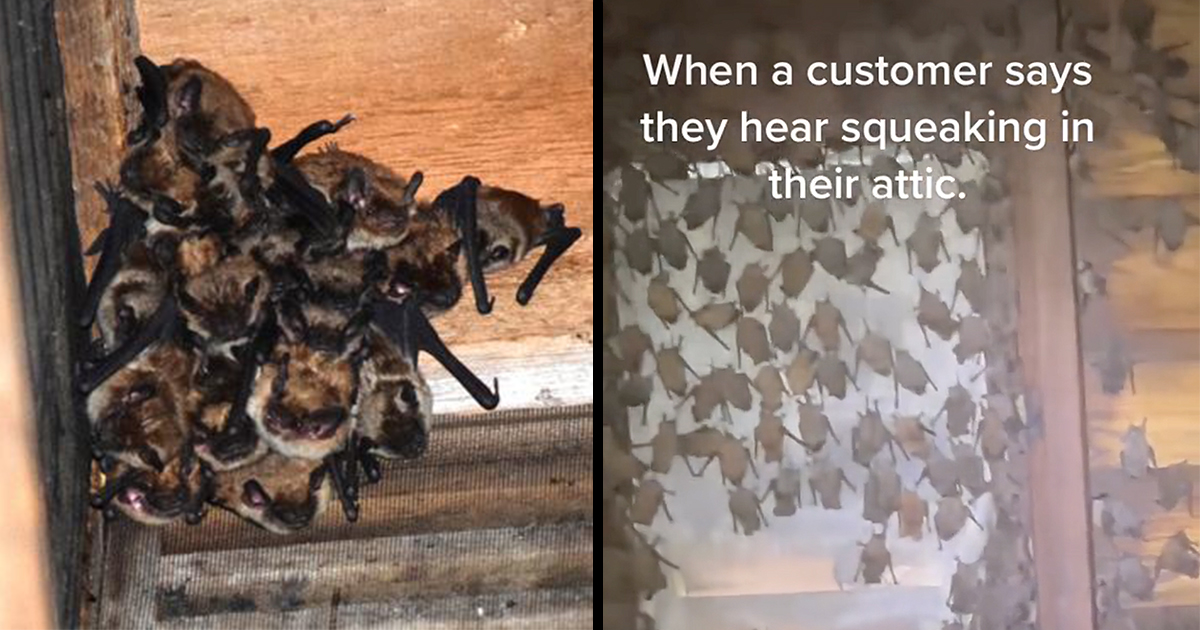 FAIL Blog - Bat Infestation - Epic FAILs funny videos - Funny Fails ...