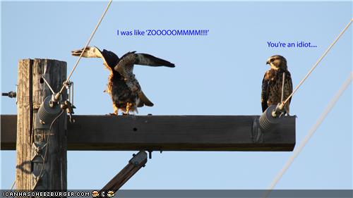 Flap at Me, Bro! - Animal Comedy - Animal Comedy, funny animals, animal ...