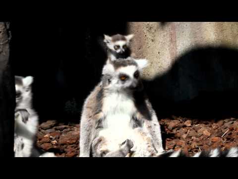 Baby Lemur - Daily Squee - Cute Animals - Cute Baby Animals - Cute ...