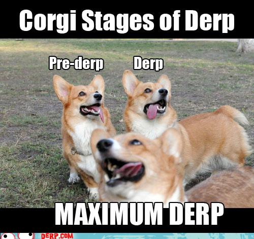 Derp - best of week - Page 4 - Derp Face Derps - hurr durr derp face - derp - Cheezburger