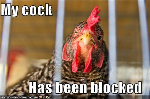 Animal Capshunz - roosters - Funny animal pictures with captions ...