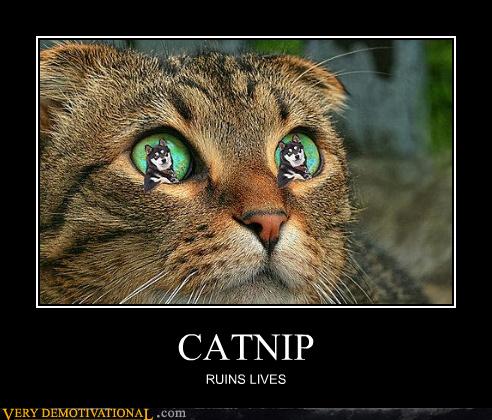 CATNIP - Very Demotivational - Demotivational Posters | Very ...