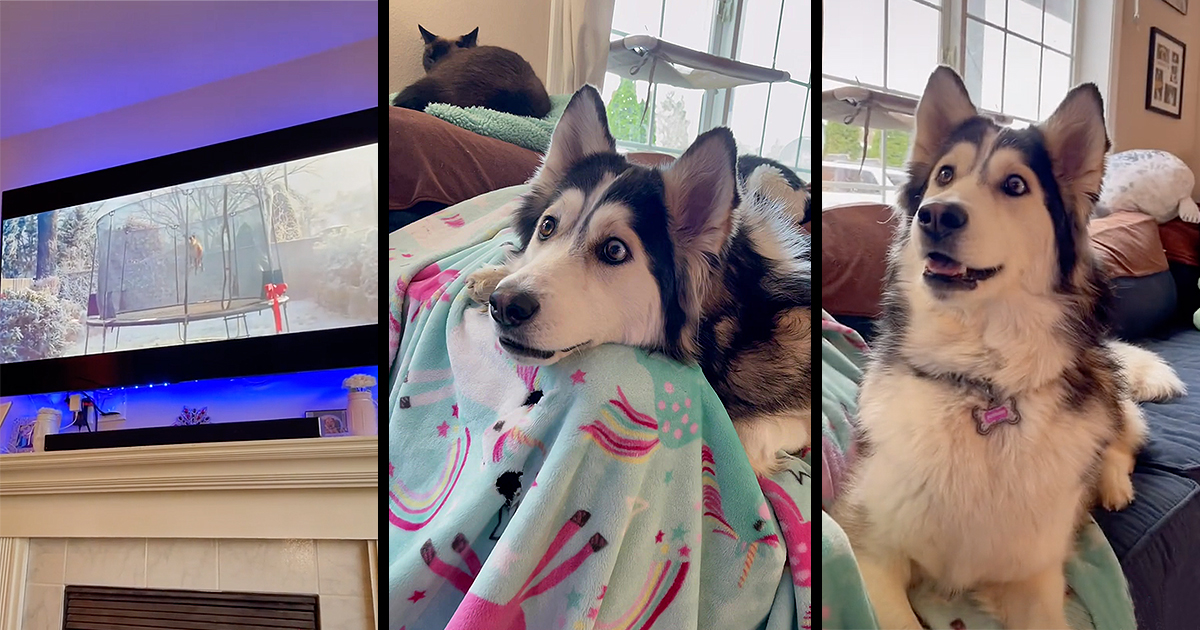 I Can Has Cheezburger? - huskies - Funny Animals Online - Cheezburger