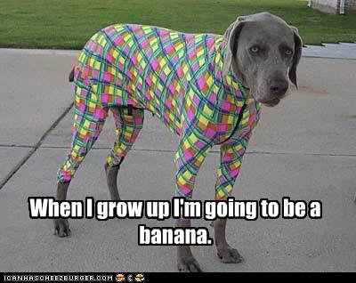 Dream Big, Banana Dog! - Animal Comedy - Animal Comedy, funny animals ...