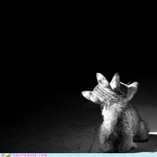 Daily Squee - Cute Animals - Cute Baby Animals - Cute Animal Pictures ...