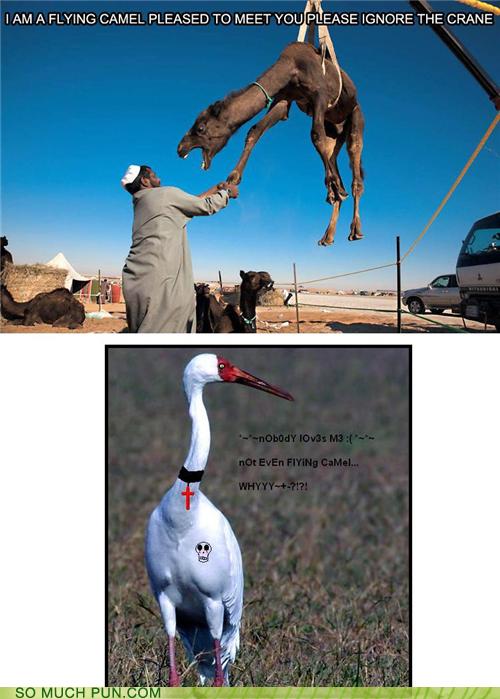 Puns - crane - Funny Puns - Pun Pictures - Cheezburger