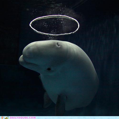 Daily Squee - beluga whale - Page 2 - Cute Animals in the Cutest ...