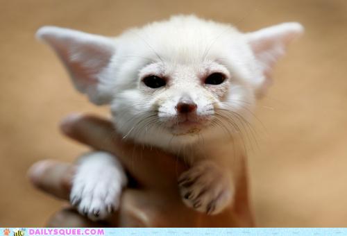 Daily Squee - fennec fox - Cute Animals in the Cutest Pictures Ever and ...