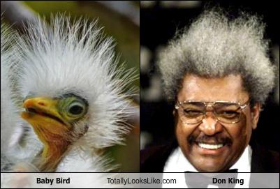 Memebase - Don King - All Your Memes In Our Base - Funny Memes ...