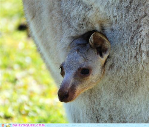 Daily Squee - Cute Animals - Cute Baby Animals - Cute Animal Pictures ...