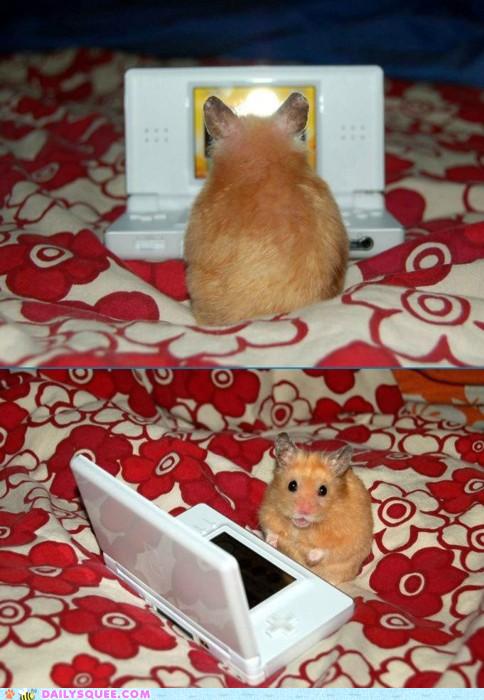Daily Squee - Cute Animals - Cute Baby Animals - Cute Animal Pictures ...