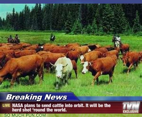 Puns - herd - Funny Puns - Pun Pictures - Cheezburger