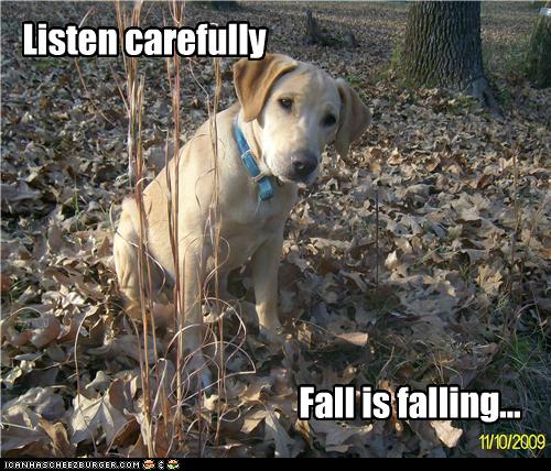I Has A Hotdog - autumn - Funny Dog Pictures | Dog Memes | Puppy ...