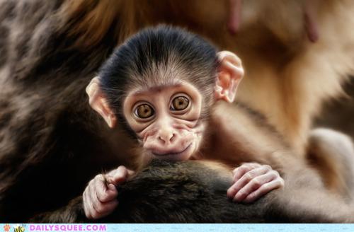 Daily Squee - Cute Animals - Cute Baby Animals - Cute Animal Pictures ...