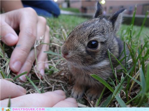 Barnabitty the Itty Bitty Baby Bunny - Daily Squee - Cute Animals ...