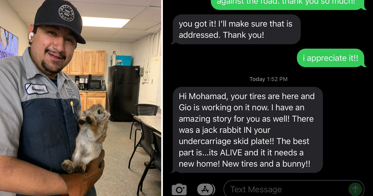Dude Takes Car to Get Serviced, Mechanic Finds Live Jack Rabbit In the ...