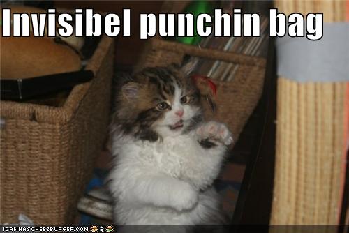 I Can Has Cheezburger? - invisible - Page 6 - Funny Animals Online ...